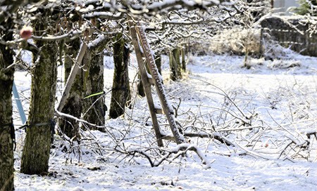 Can You Prune Trees In The Winter?
