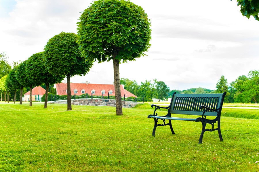 What's The Difference Between Pruning And Pollarding? What's The Difference Between Pruning And Pollarding?
