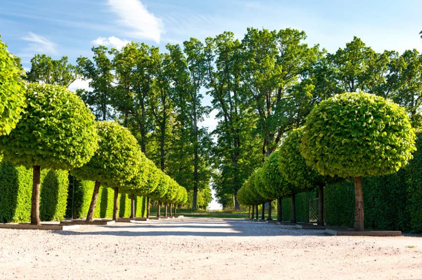 What's The Difference Between Pruning And Pollarding? What's The Difference Between Pruning And Pollarding?