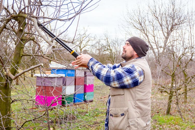 How Pruning Produces More Fruit: The Science Of Gardening